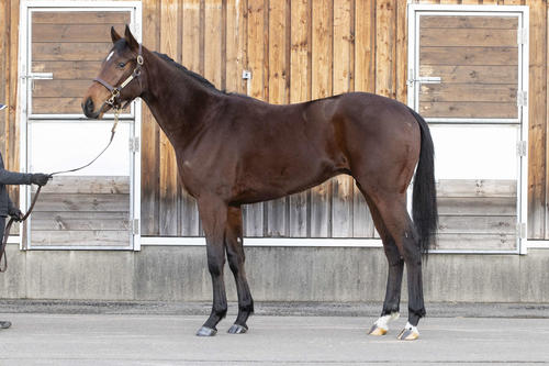 アラクランはクラシック皆勤ヴェロックスの半弟／セルキス23 - POG2025牧場別注目2歳馬 - 競馬コラム : 日刊スポーツ